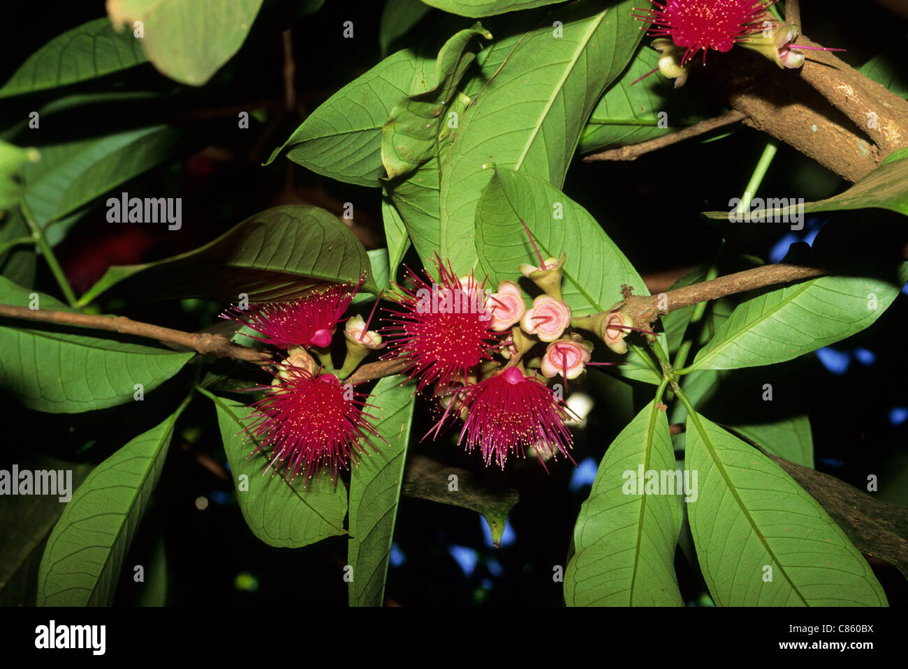 Thread like flowers hi-res stock photography and images - Alamy