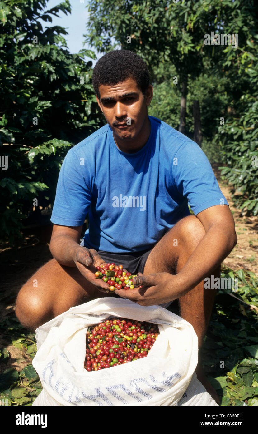 Coffee harvester hi-res stock photography and images - Alamy