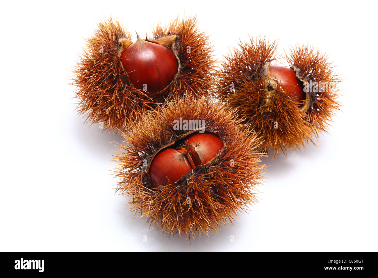 Castanea crenata japan hi-res stock photography and images - Alamy