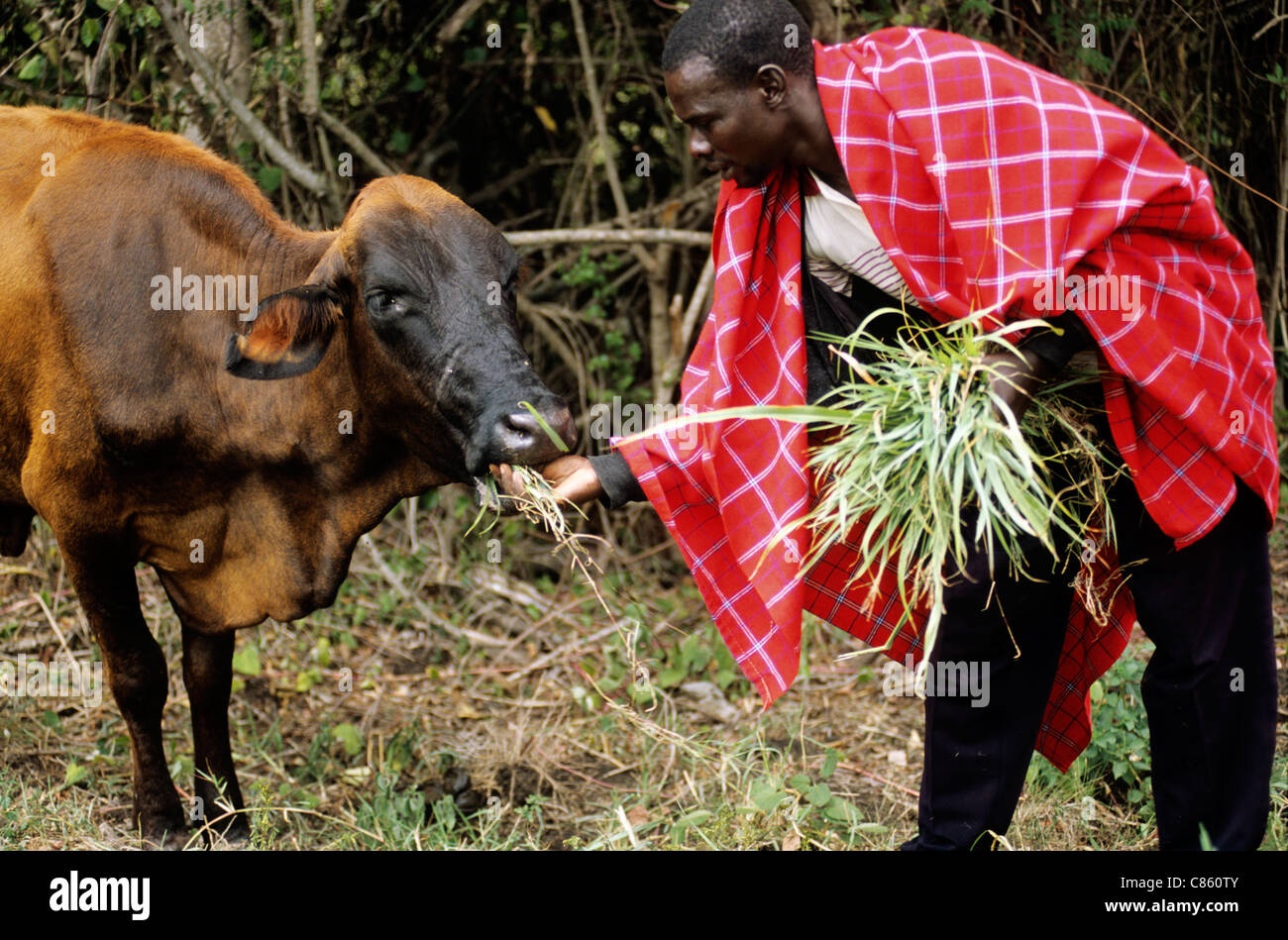 Cow foot plant hi-res stock photography and images - Alamy