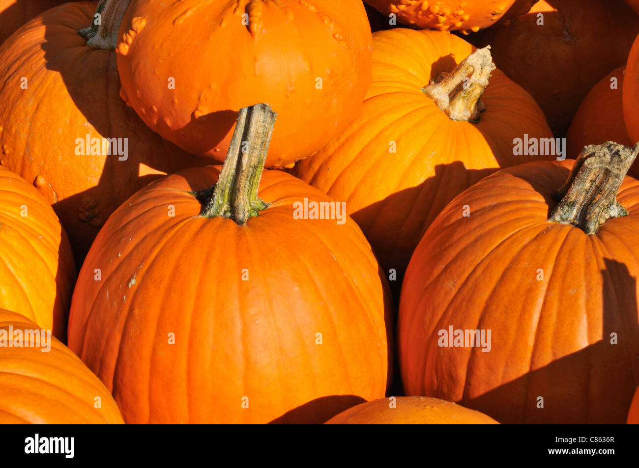 A close-up of a pile of orange round pumpkins Stock Photo - Alamy