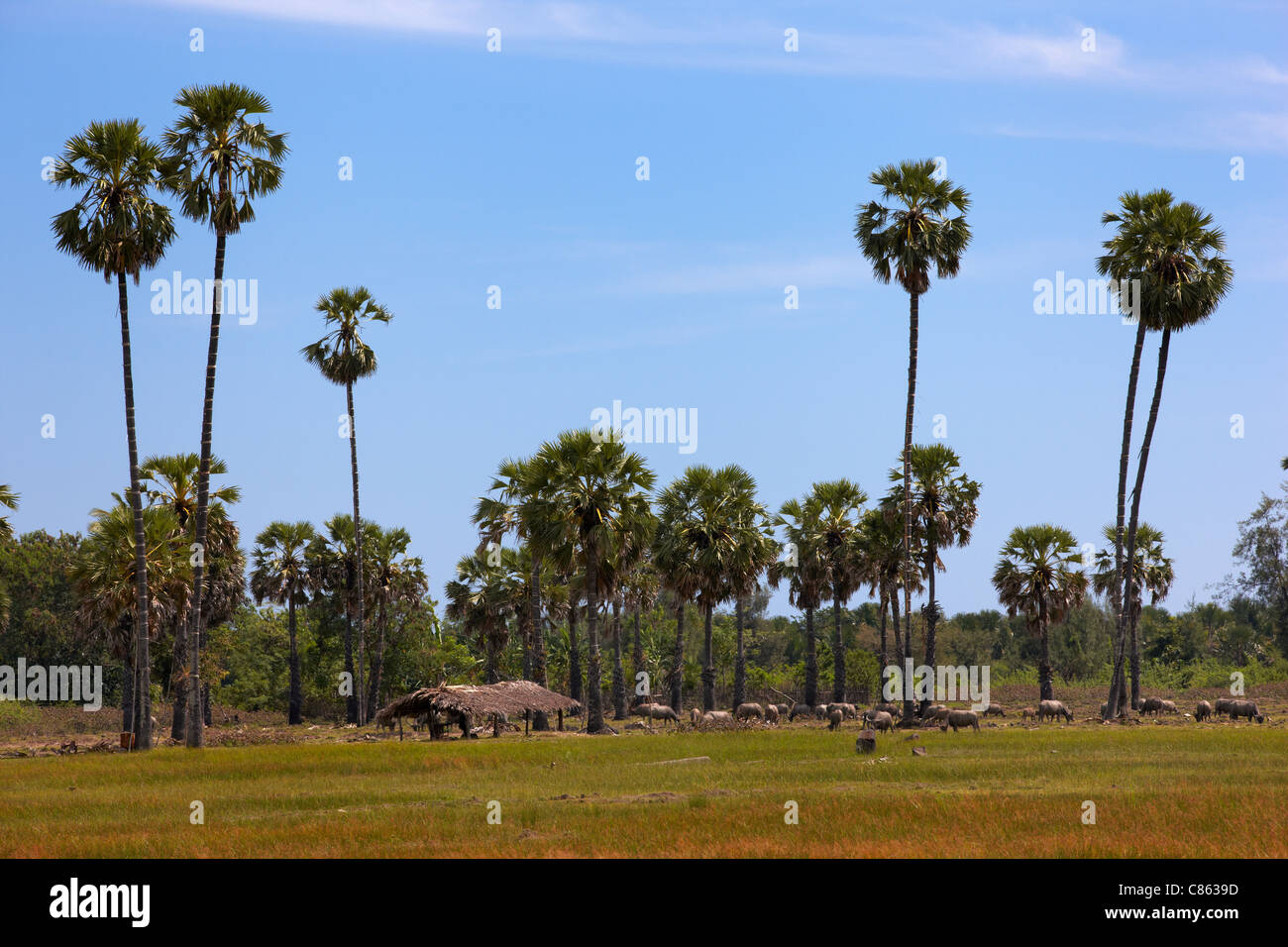 Timor leste hi-res stock photography and images - Alamy