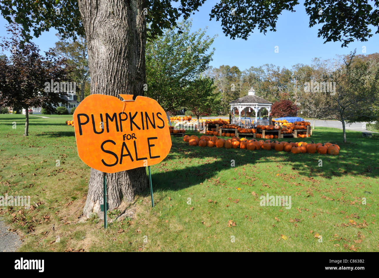 A sign for pumpkins for sale against a tree with the pumpkins in ...