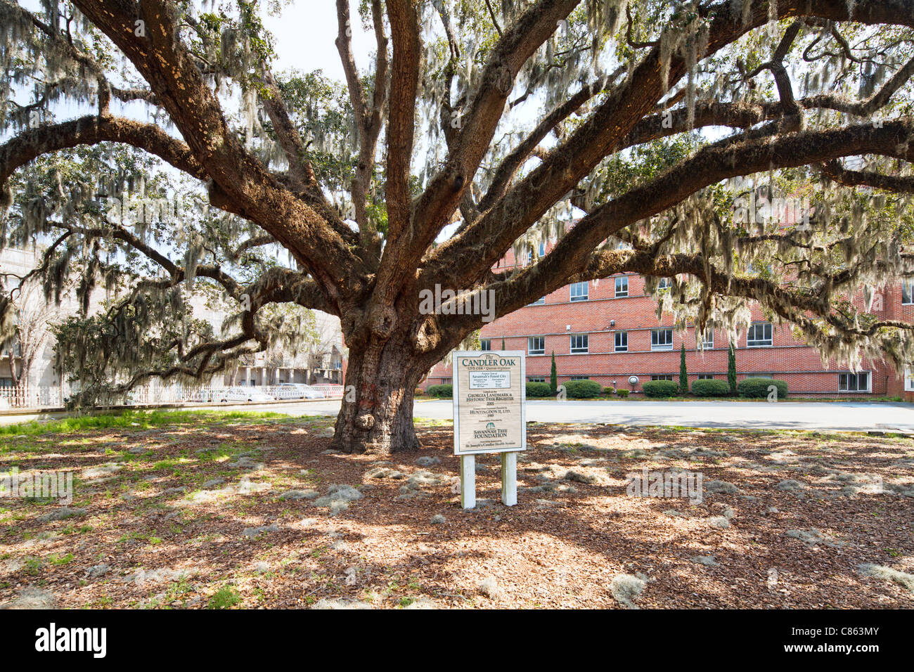 Candler oak hi-res stock photography and images - Alamy