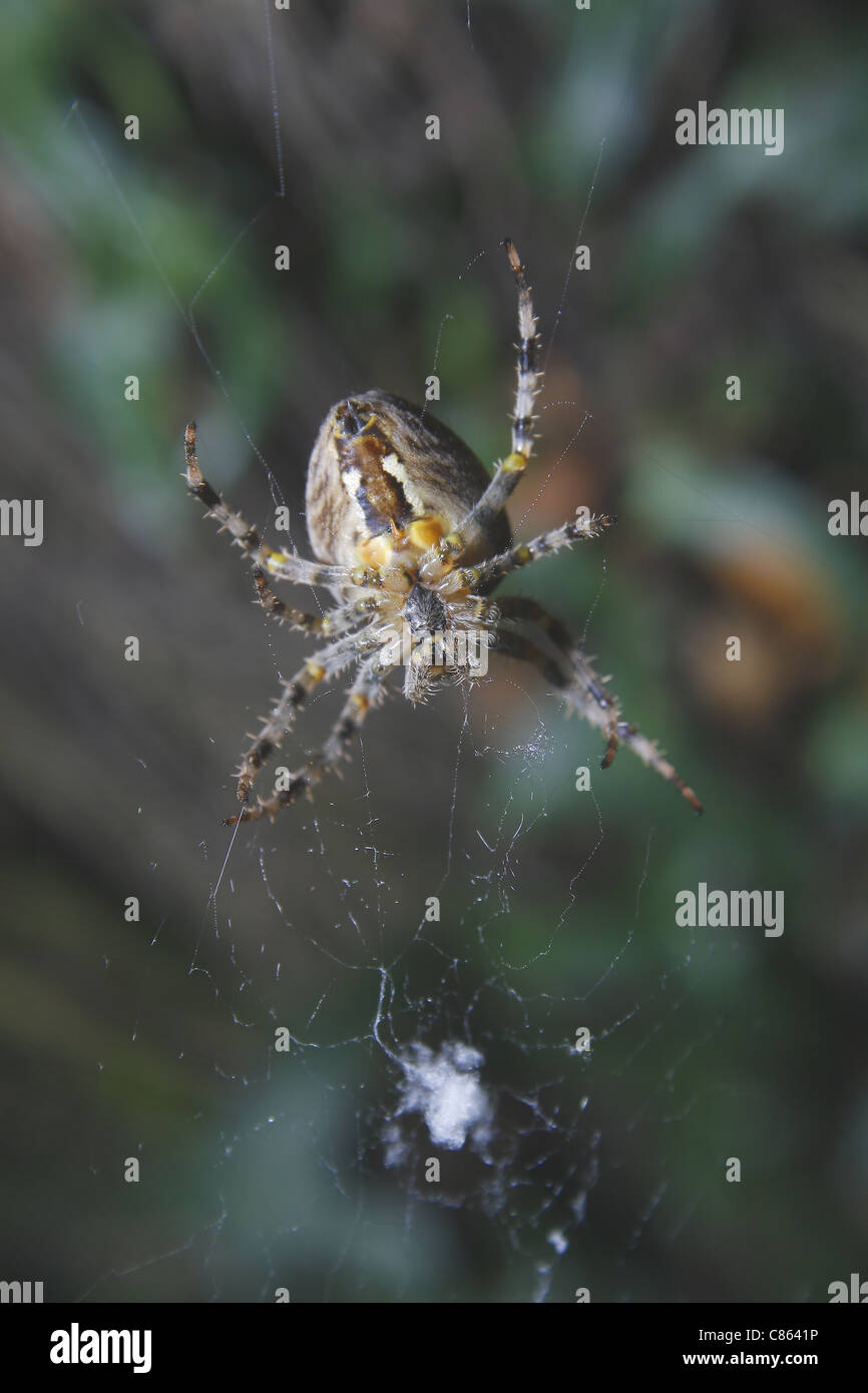 underside of Garden Orb spider in web Araneus diadematus Stock Photo ...