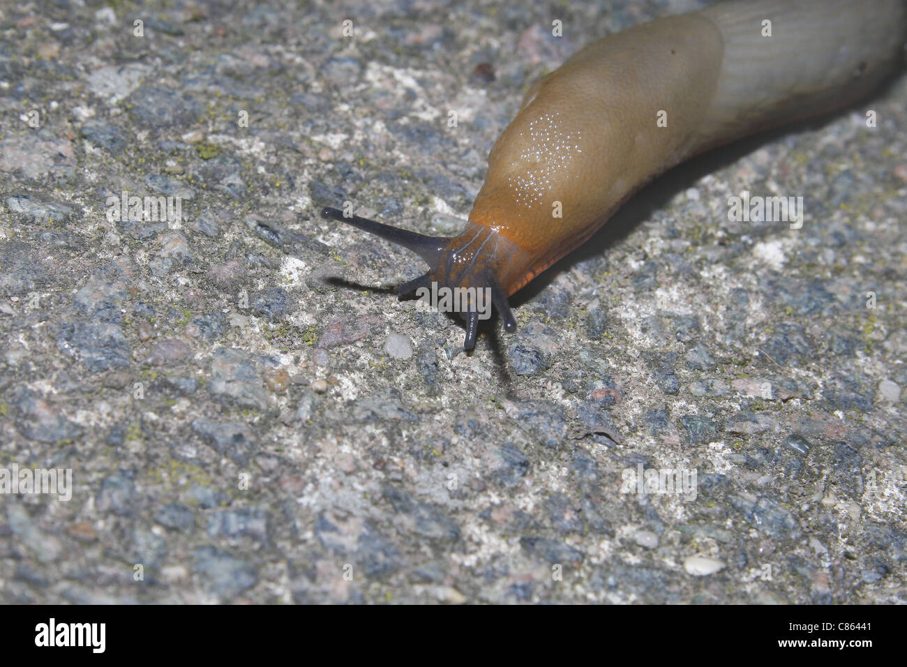 Common black slug (white form) on garden path Arion ater Stock Photo ...