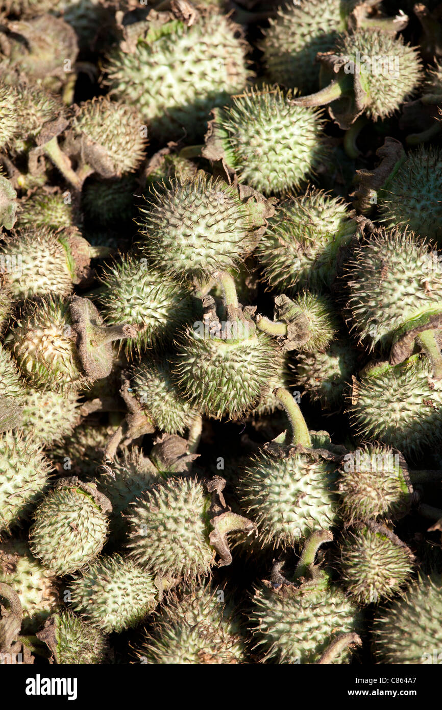 Mehrauli Flower Market, New Delhi, India Stock Photo - Alamy