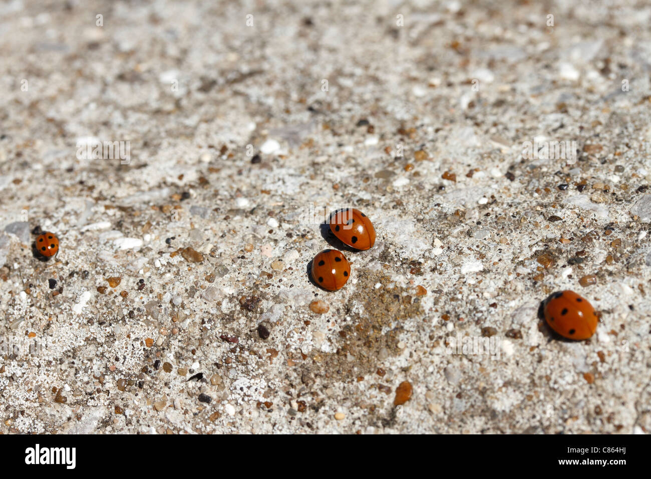 The beach at Sutton-on-Sea swarms of ladybirds appeared. These are ...