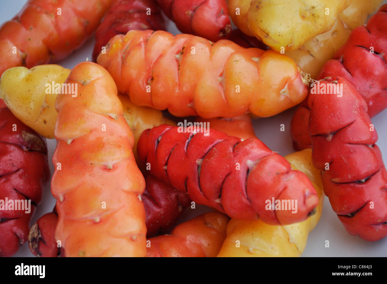 Hibia hi-res stock photography and images - Alamy