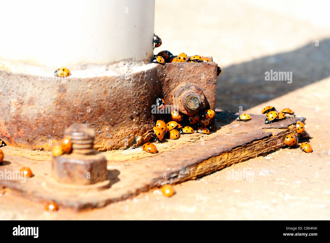 The beach at Sutton-on-Sea swarms of ladybirds appeared. These are ...