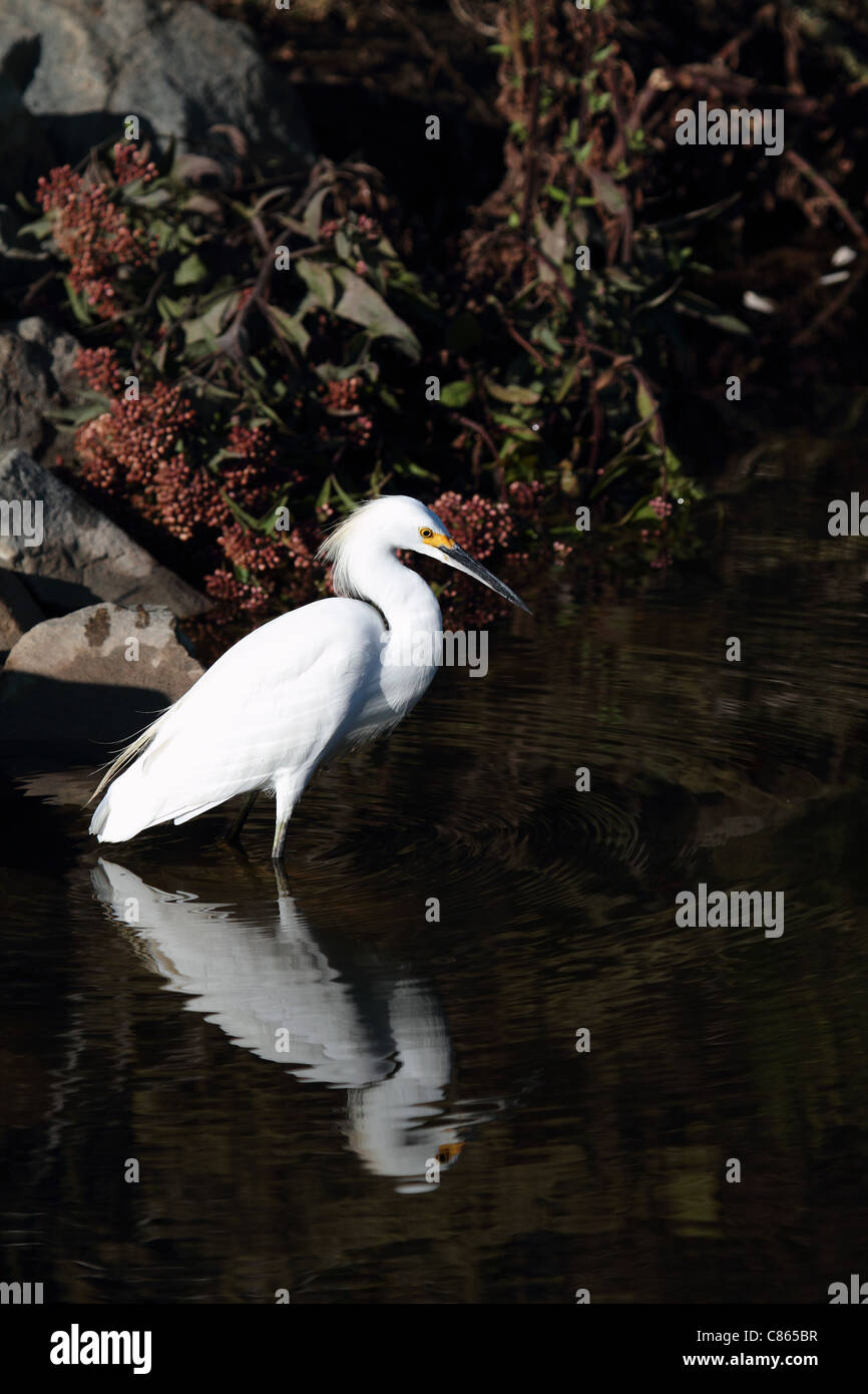 Early morning Egret Orange County California Stock Photo - Alamy