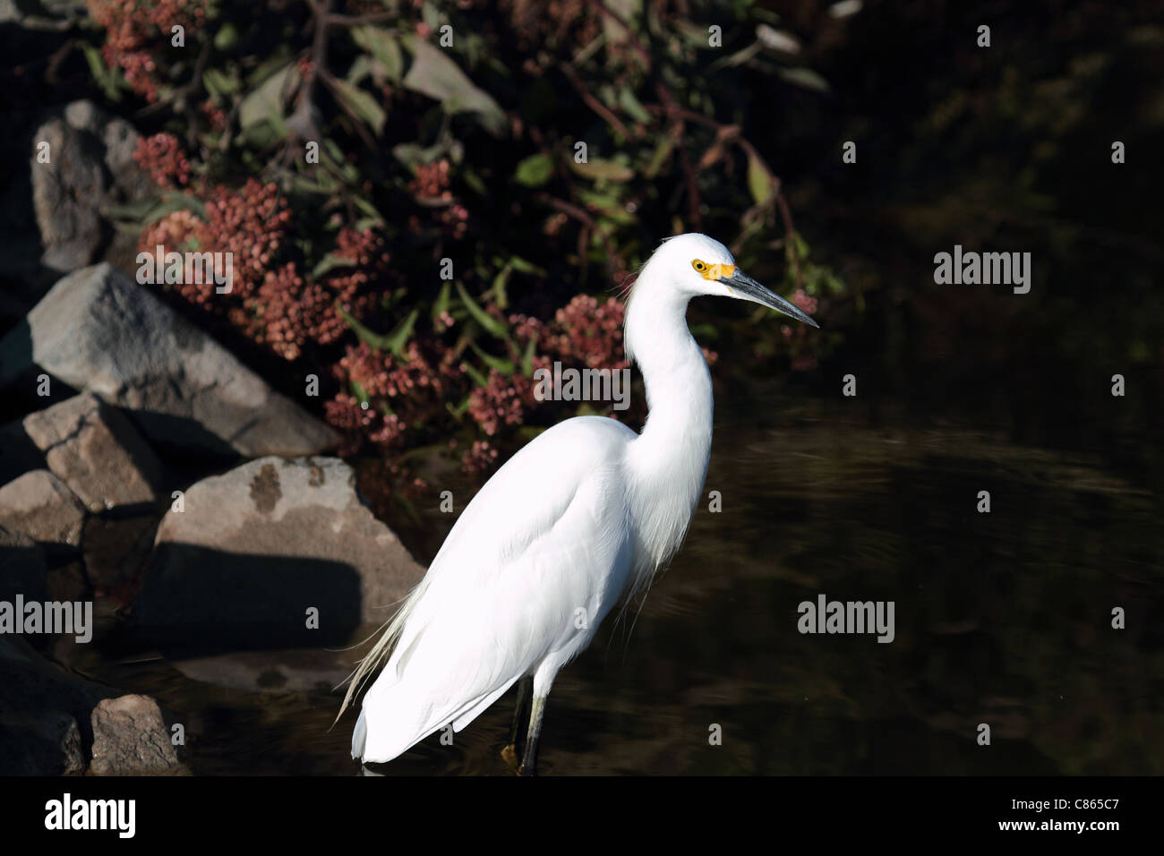 Early morning Egret Orange County California Stock Photo - Alamy