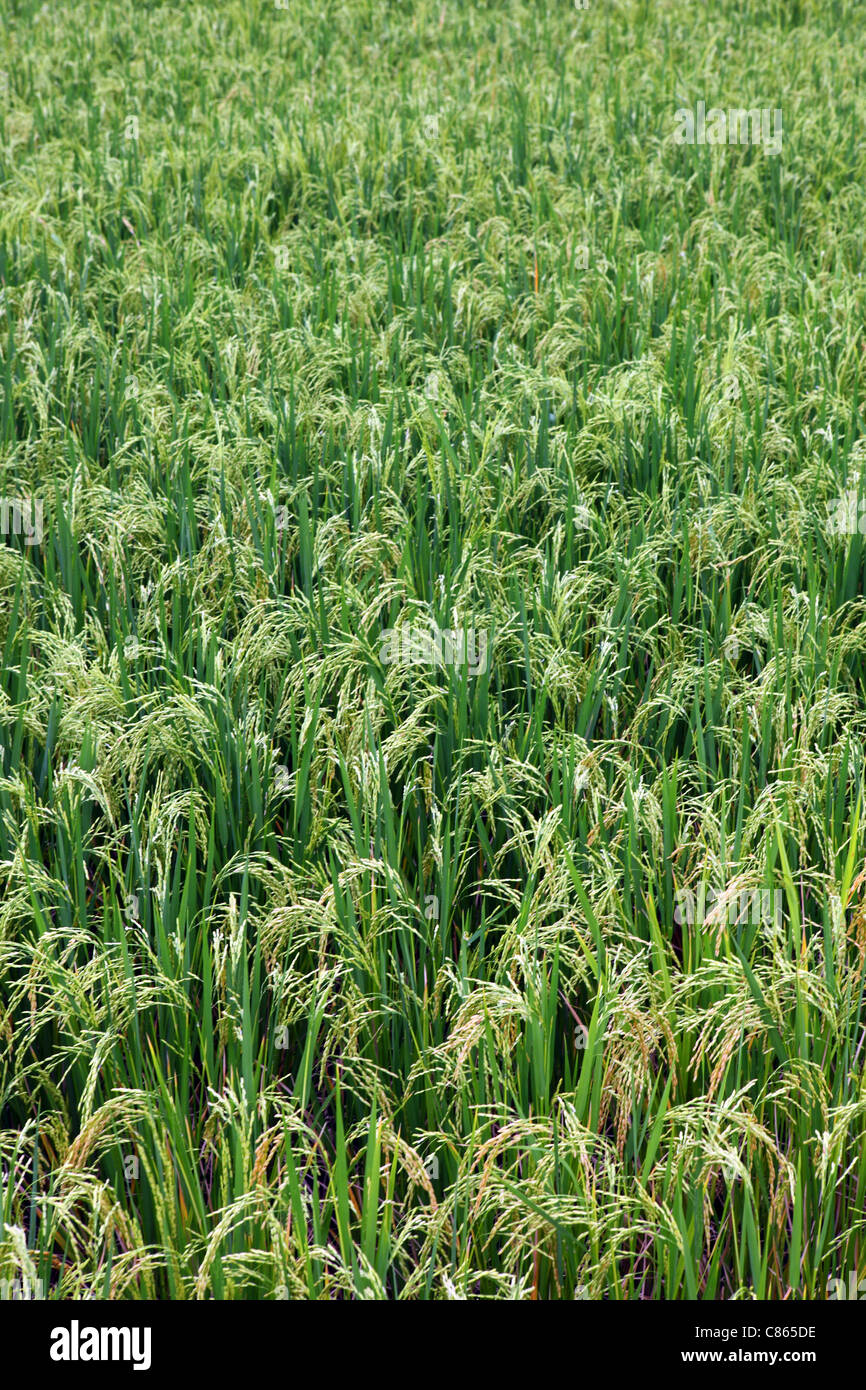 Rice crop hi-res stock photography and images - Alamy