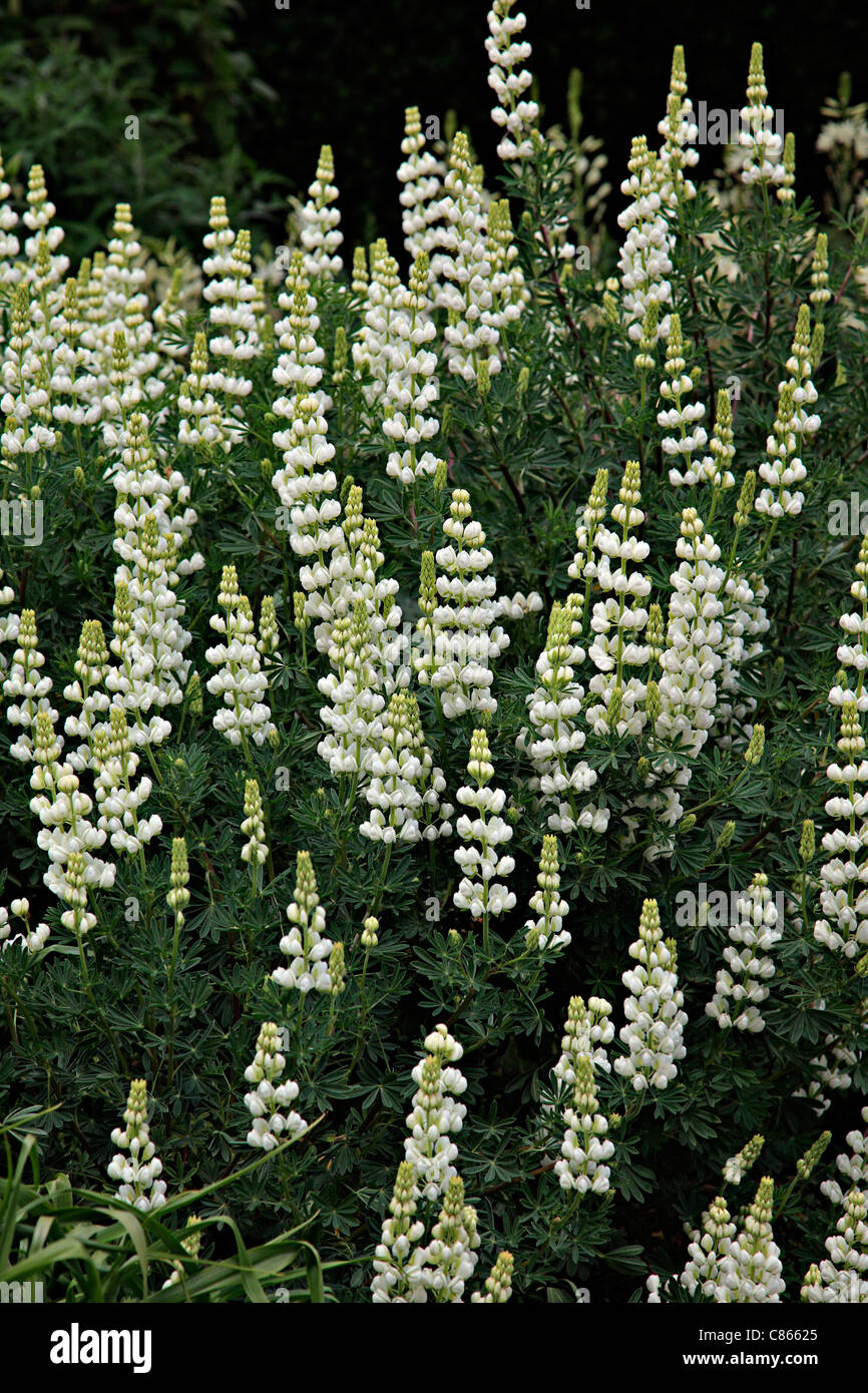 Tree lupin hi-res stock photography and images - Alamy