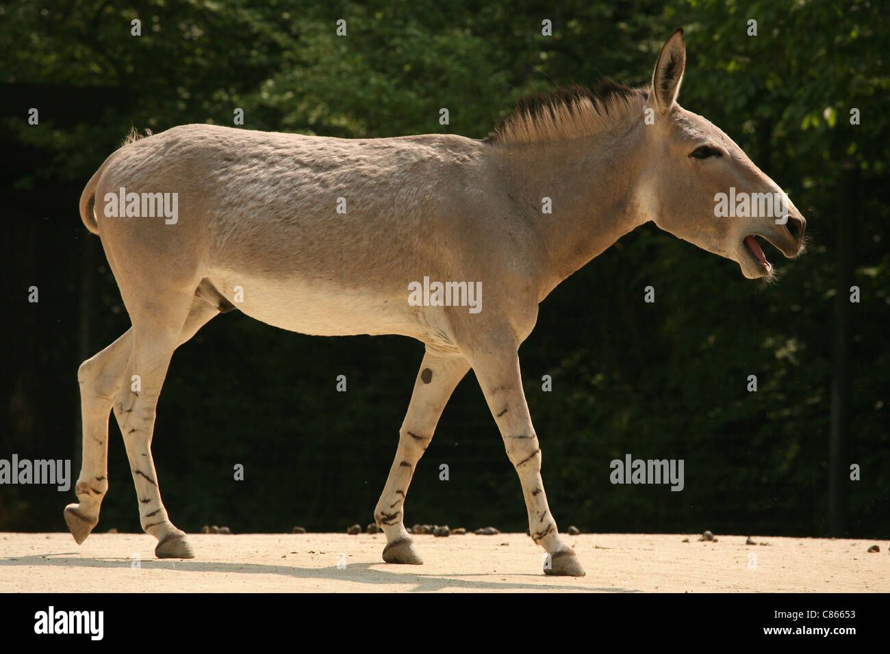 Somali wild ass (Equus africanus somaliensis) at Basel Zoo, Switzerland ...