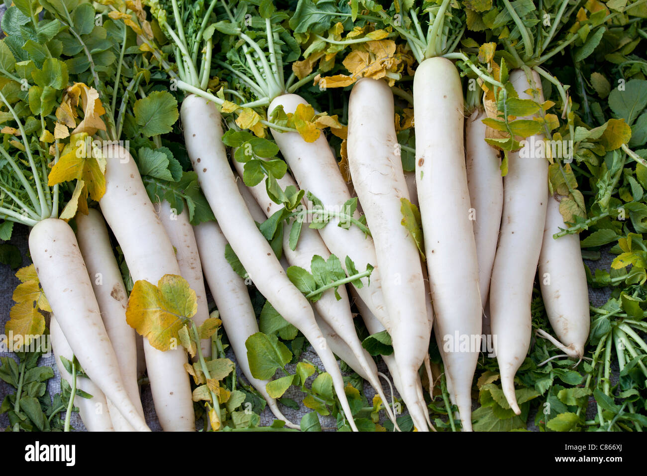 Old Delhi, Daryagang fruit and vegetable market with radishes on sale ...