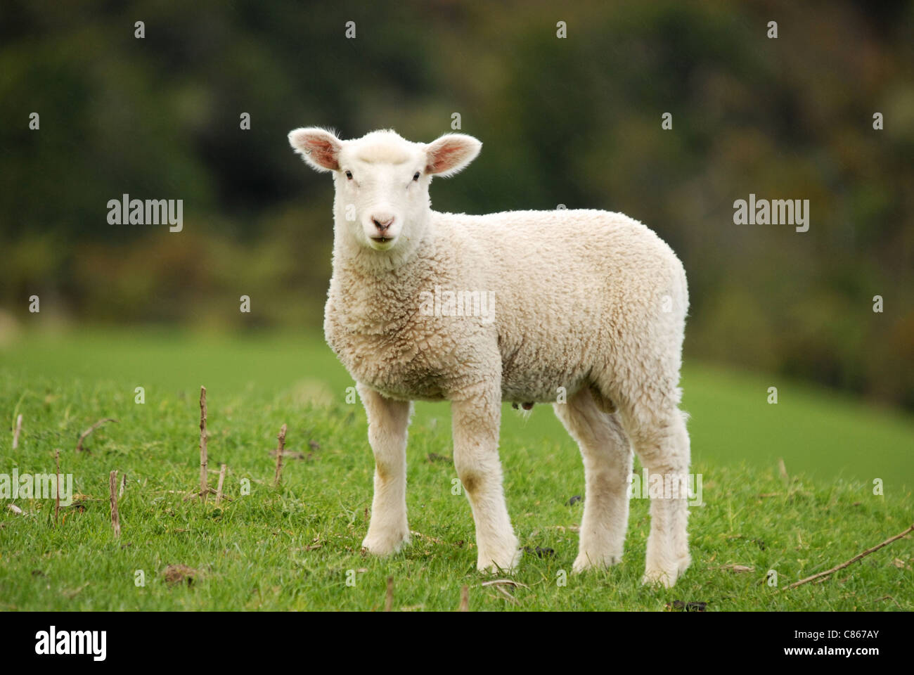 Prime Lamb High Resolution Stock Photography and Images - Alamy