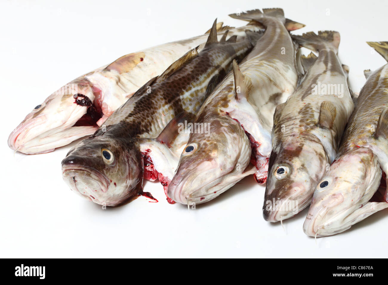 Raw cod fish on white background Stock Photo - Alamy