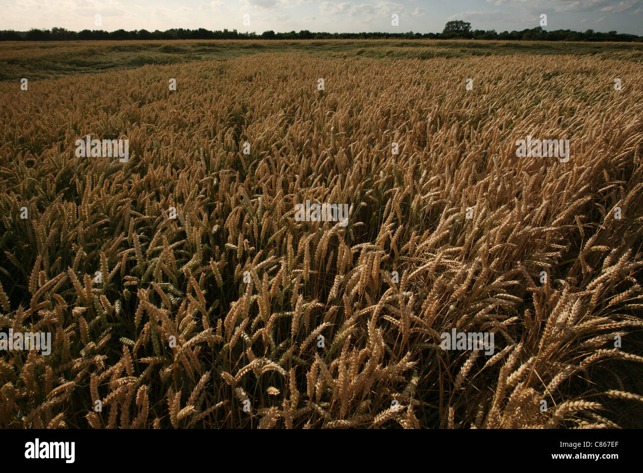 Battlefield of the Battle of Waterloo near Brussels, Belgium Stock ...