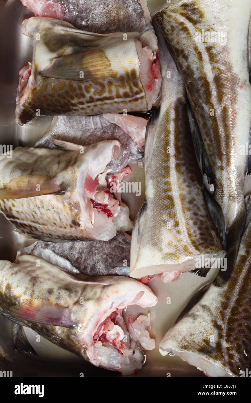 Raw cod fish fillets in kitchen Stock Photo - Alamy
