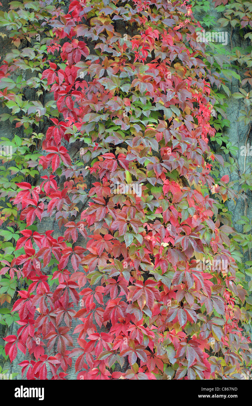 Virginia creeper leaves turning red in autumn Parthenocissus ...