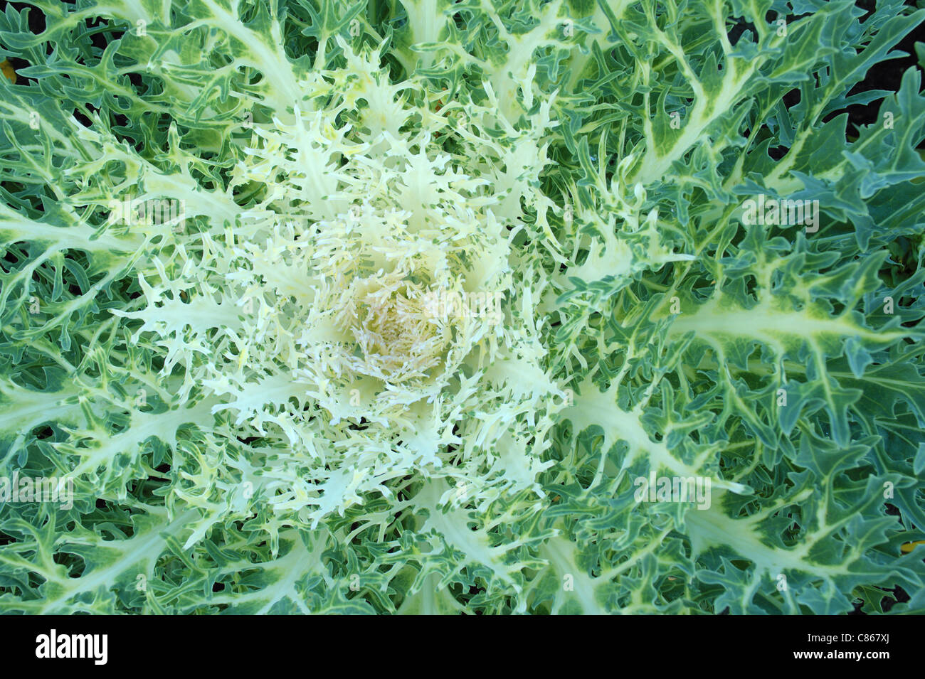 Jagged ornamental cabbage close up Stock Photo - Alamy