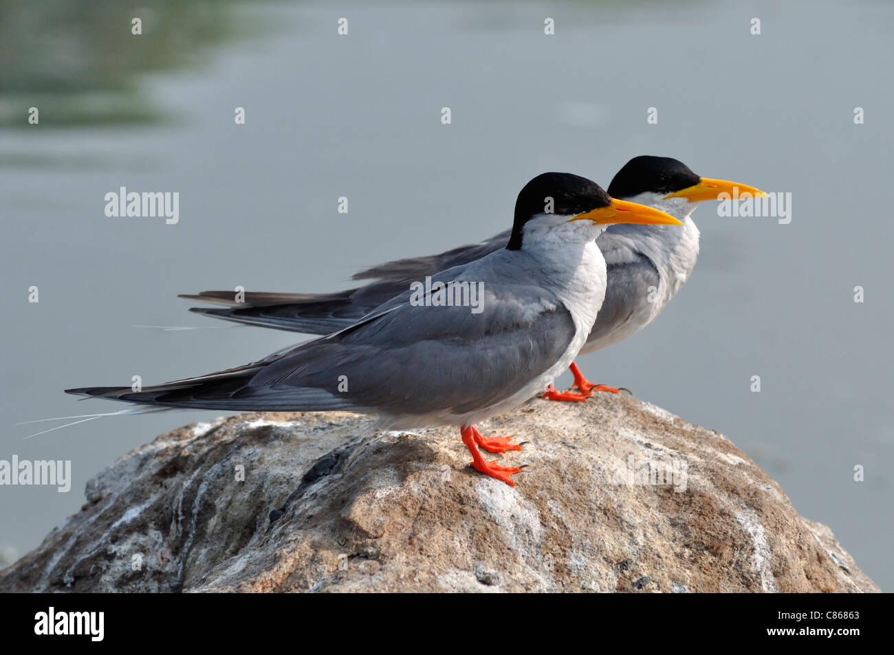 Indian River Tern High Resolution Stock Photography and Images - Alamy