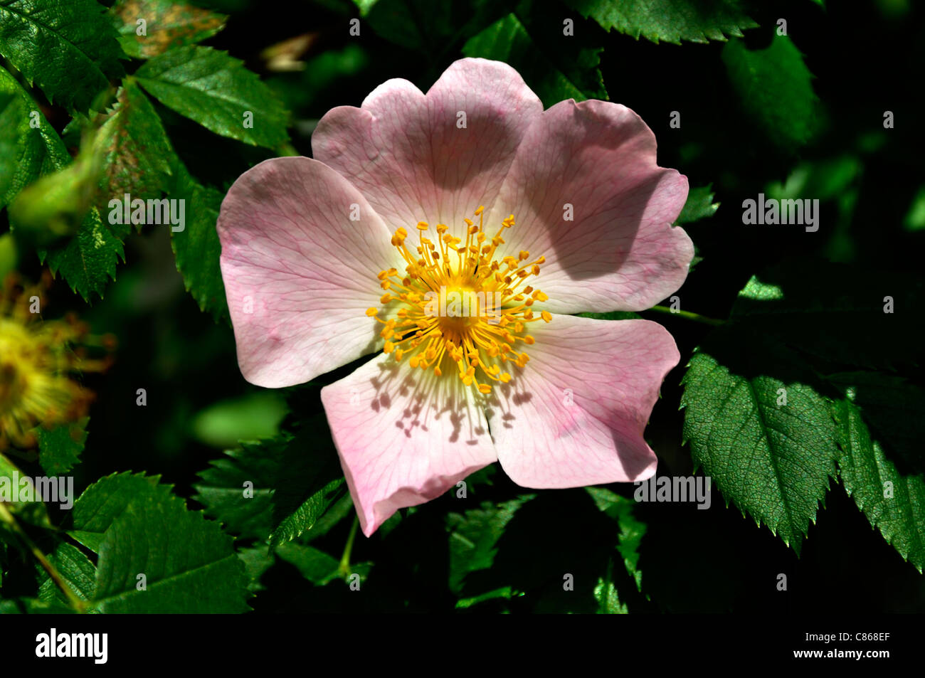 Briar, wild rose (Rosa canina) in bloom in a garden Stock Photo - Alamy