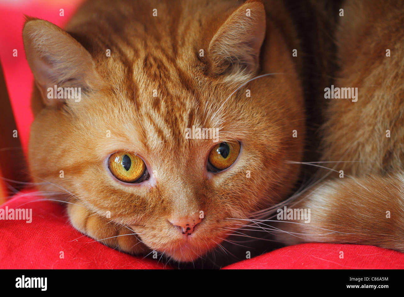 Ginger british shorthair cat s muzzle muffle Stock Photo - Alamy