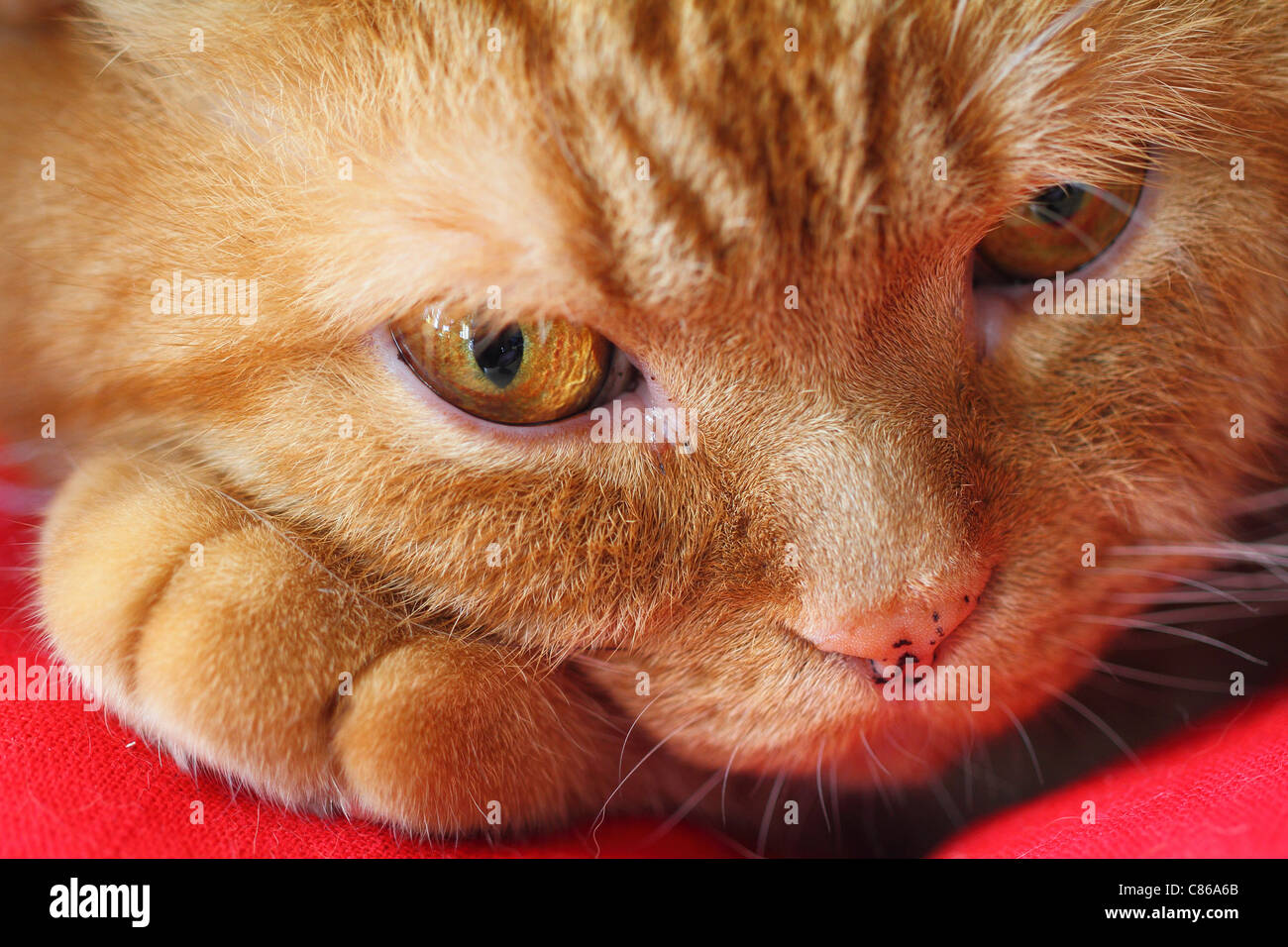 Muffle hi-res stock photography and images - Alamy