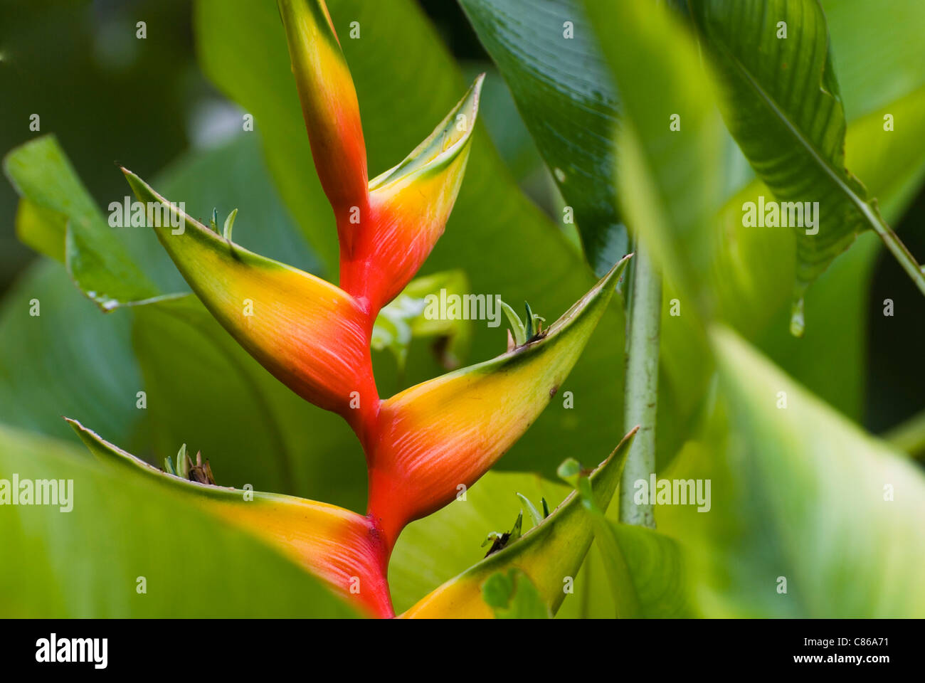 Heliconia bihai cv nappi red hi-res stock photography and images - Alamy