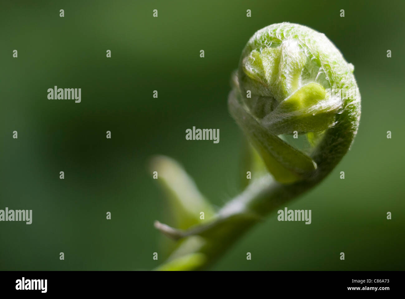 Sword fern hi-res stock photography and images - Alamy