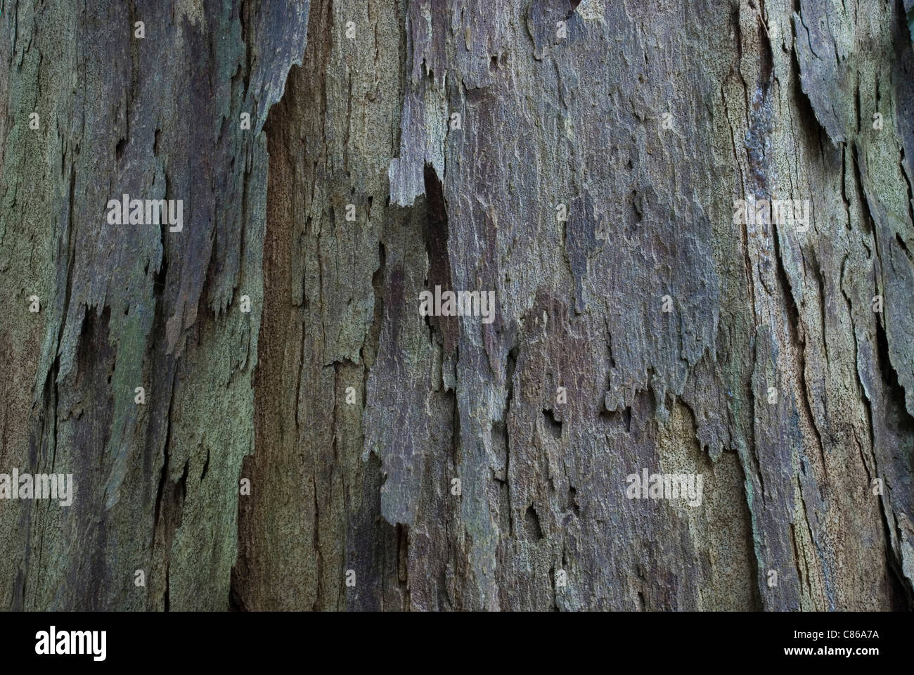 Skin of tree hi-res stock photography and images - Alamy