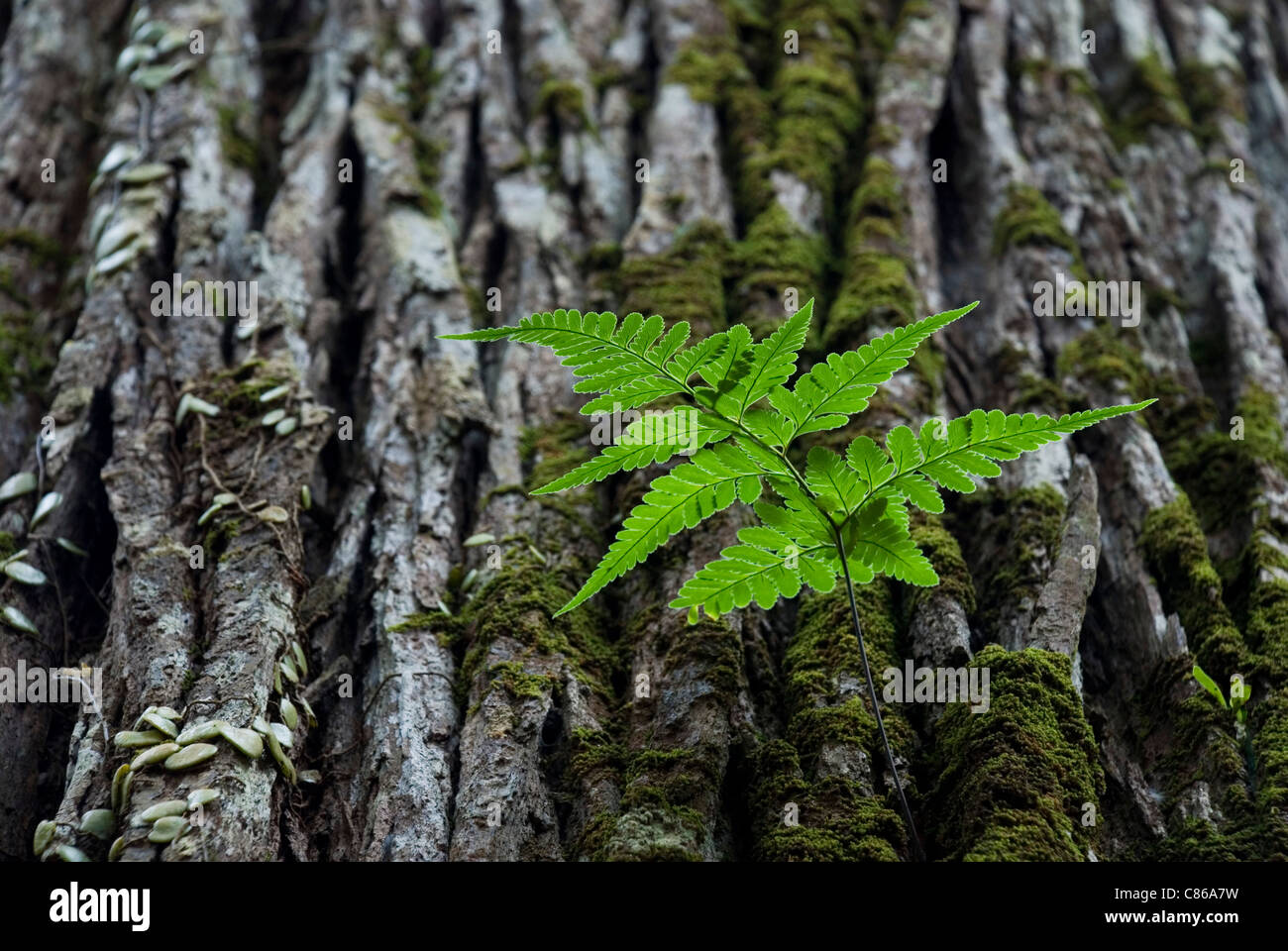 Close up ferns hi-res stock photography and images - Alamy
