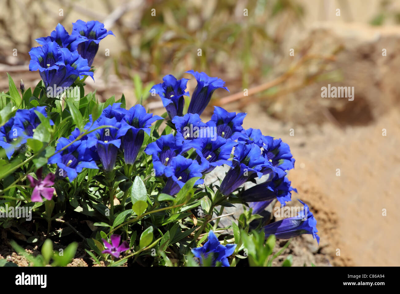 Trumpet gentian, blue spring flower in garden Stock Photo - Alamy