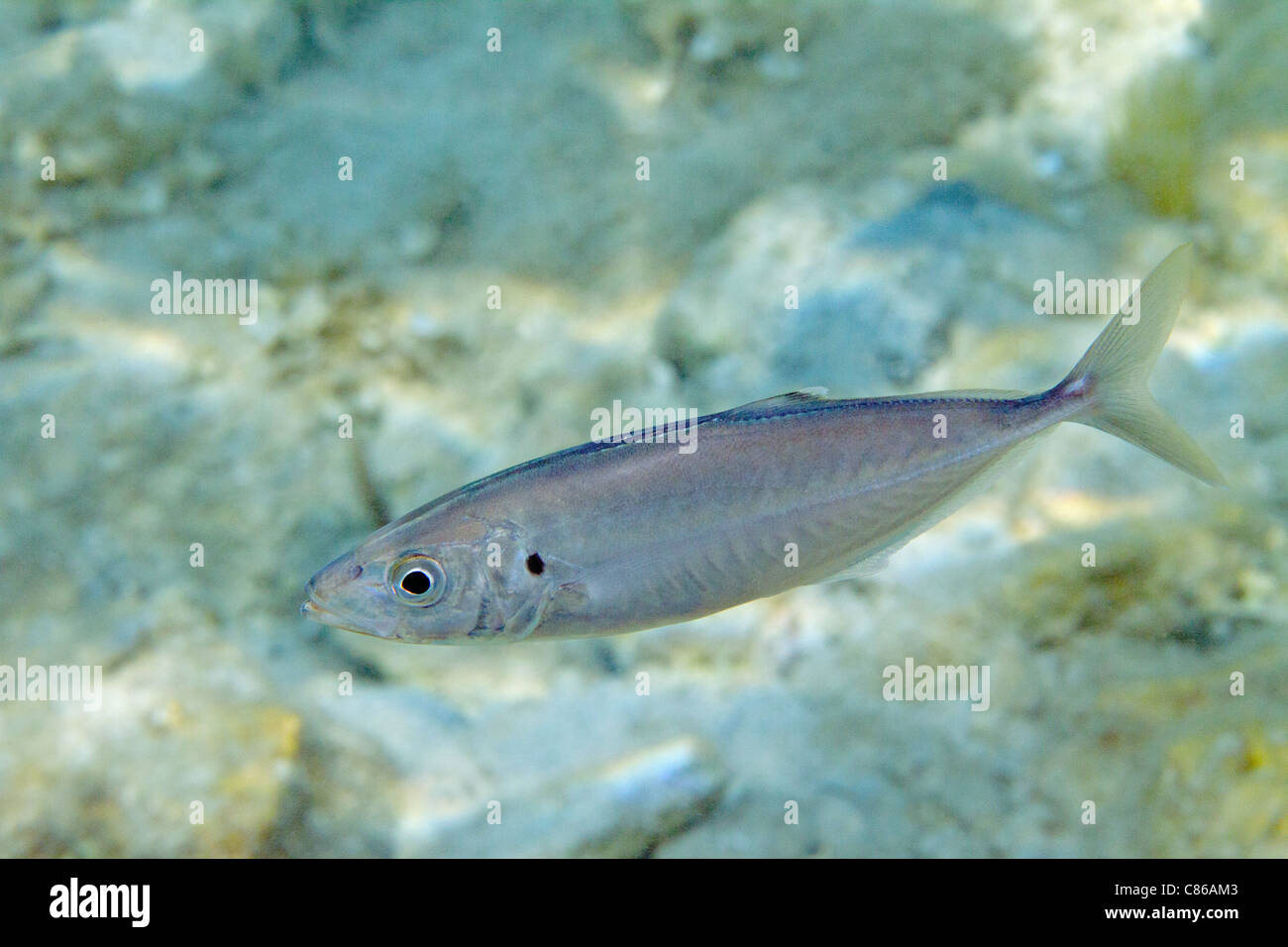 Fish and coastal environment hi-res stock photography and images - Alamy