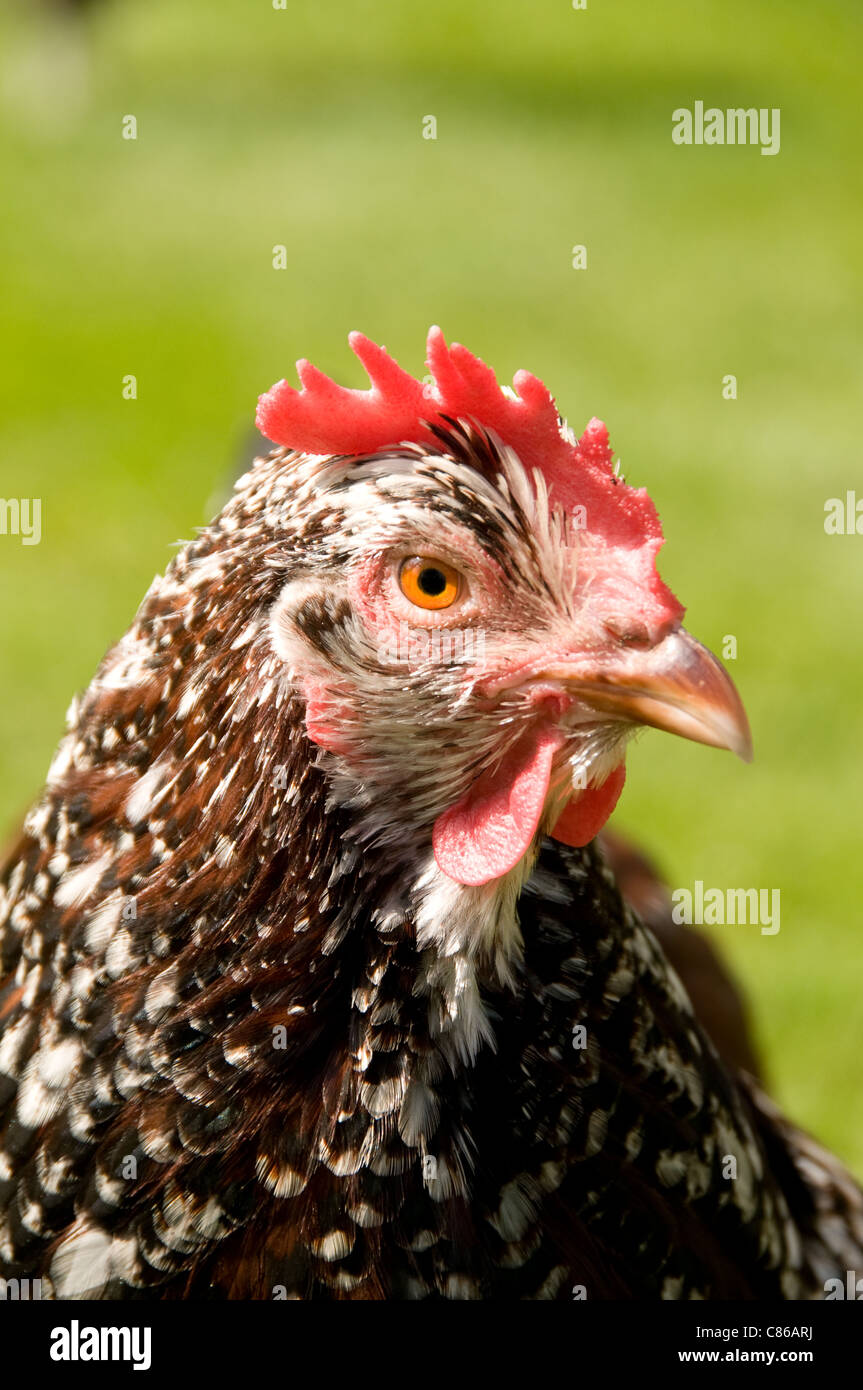 Chicken hen speckled Stock Photo - Alamy