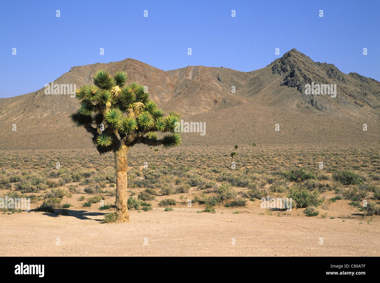 The joshua tree hi-res stock photography and images - Alamy