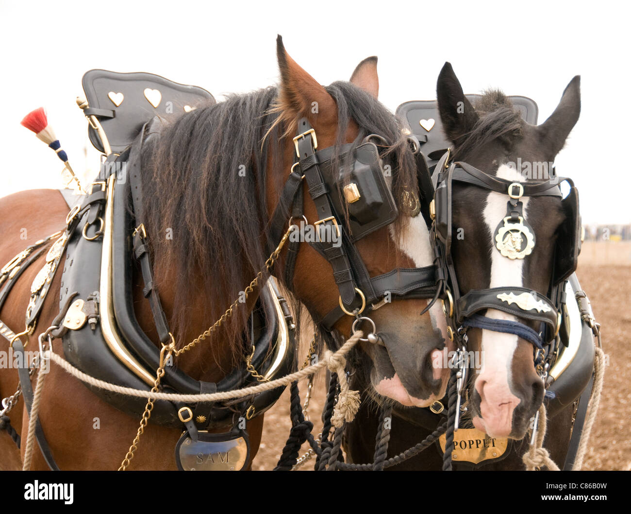 Sam & Poppet Stock Photo - Alamy