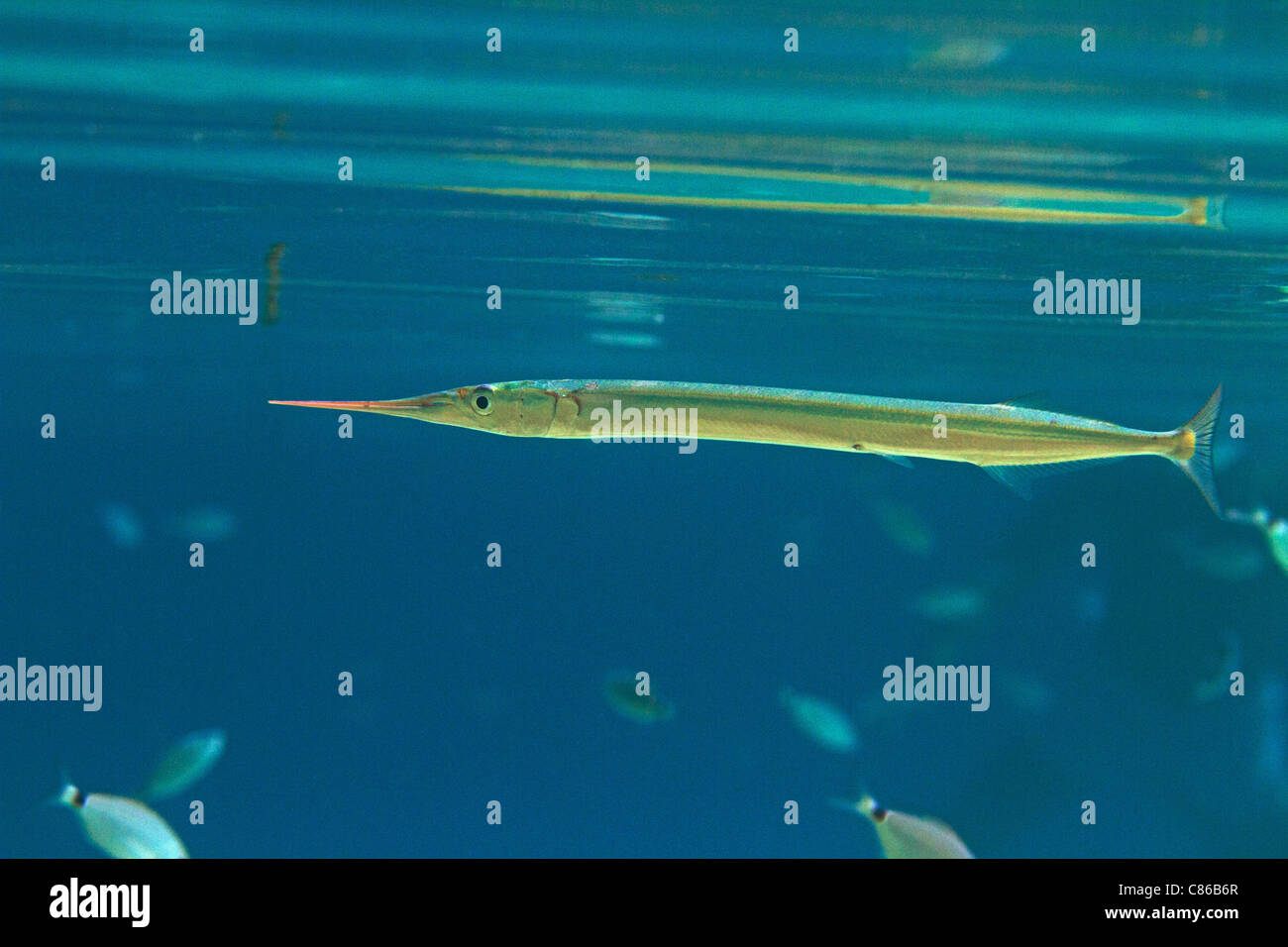 Needlefish hi-res stock photography and images - Alamy