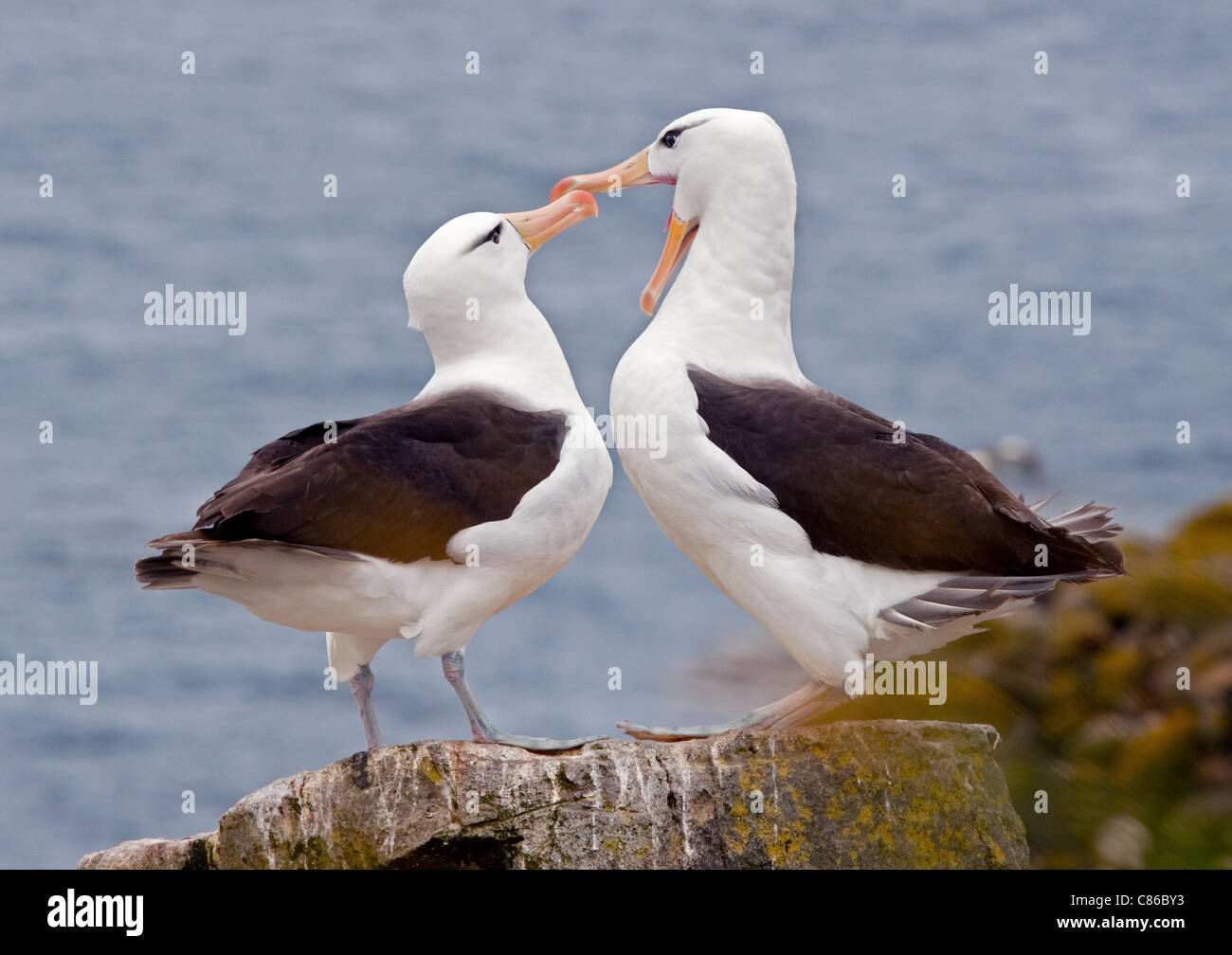 Albatross couple love hi-res stock photography and images - Alamy