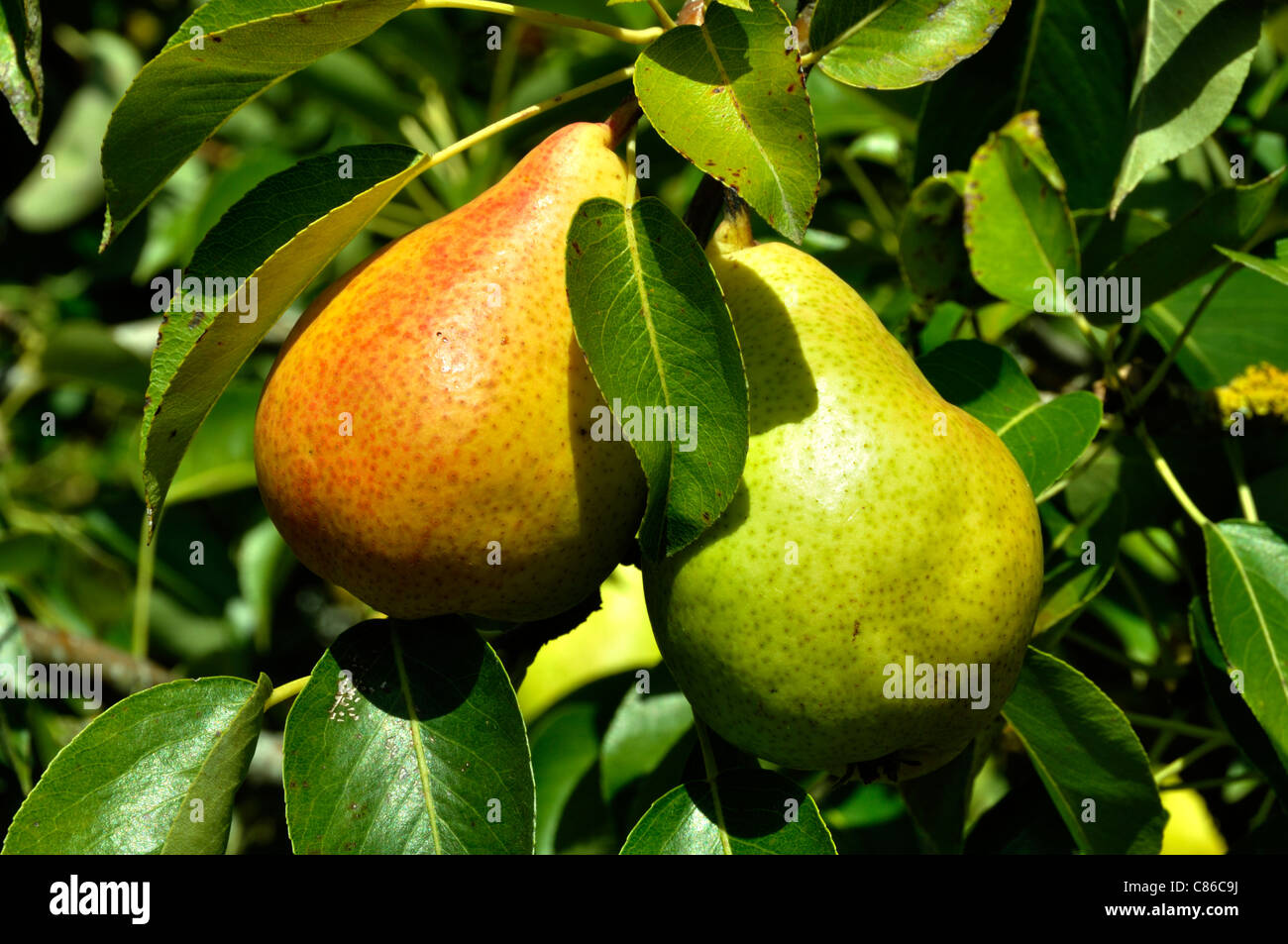 Guyot pears on branch (Pyrus sp Stock Photo - Alamy