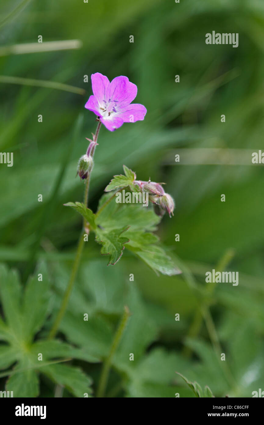 Common Mallow (malva sylvestris Stock Photo - Alamy