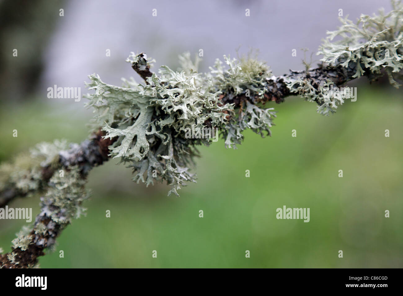 Lichen growing on tree in Scotland Stock Photo - Alamy
