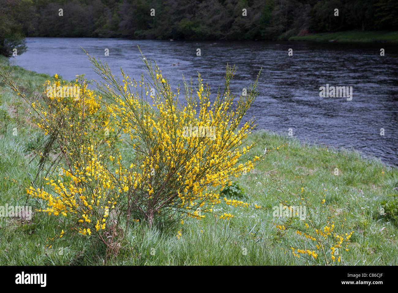 Broom bush color hi-res stock photography and images - Alamy