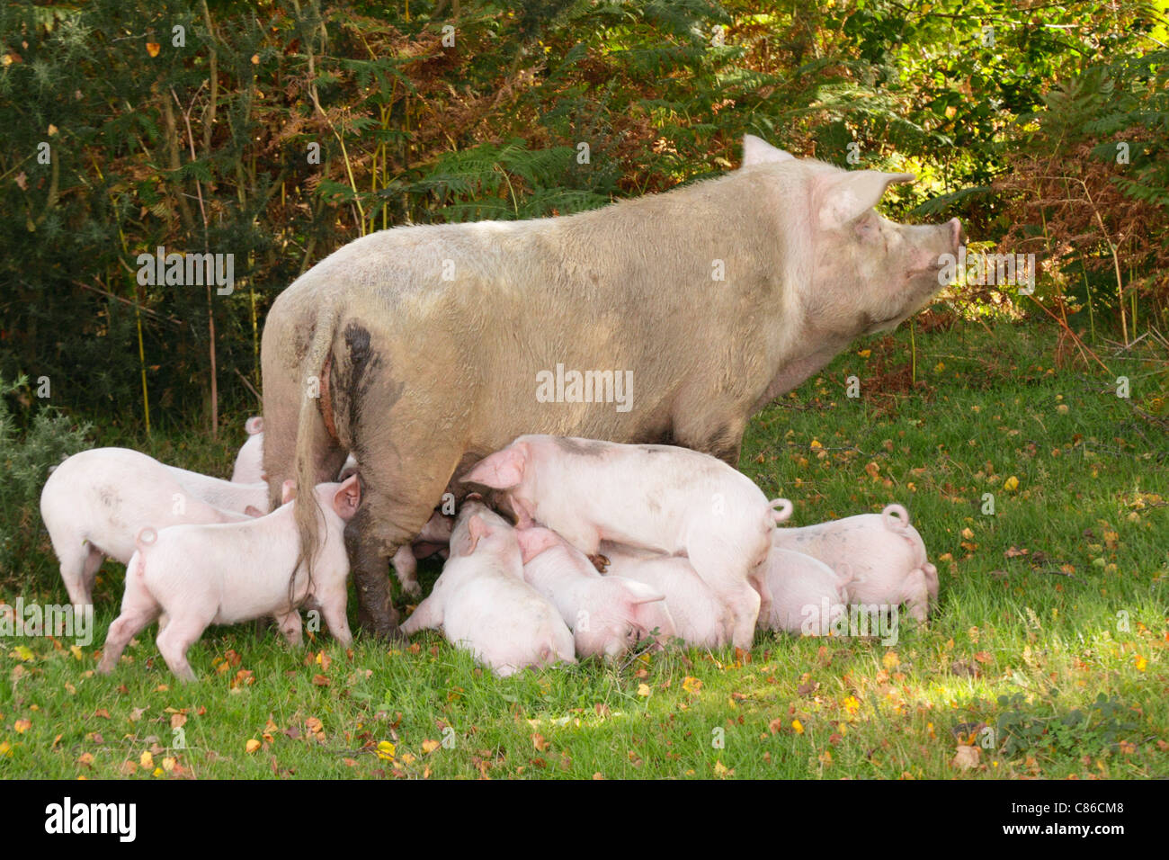 Pigs at pannage in New Forest National Park, sow with litter of piglets ...