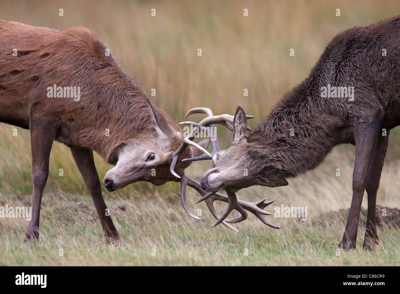 Rutting stand deer fighting hi-res stock photography and images - Alamy