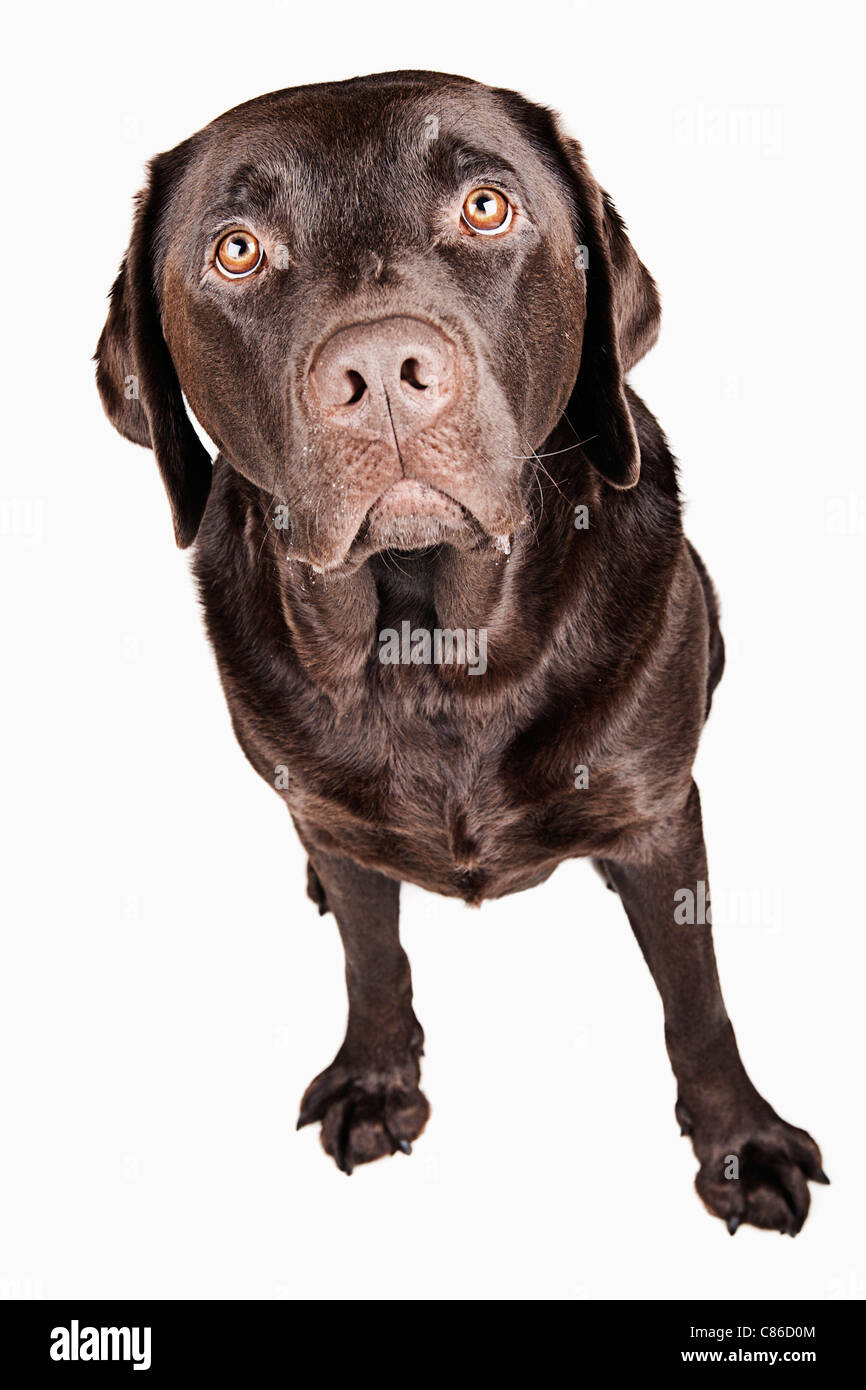 Lab dog isolated hi-res stock photography and images - Alamy