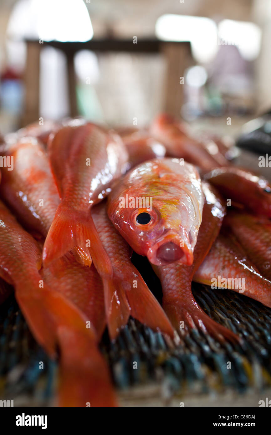 Close up of fish on display in a fish market (Muscat, Oman Stock Photo ...
