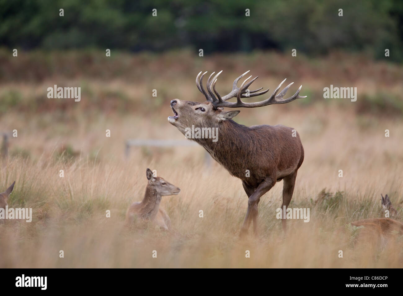 Antler clash hi-res stock photography and images - Alamy